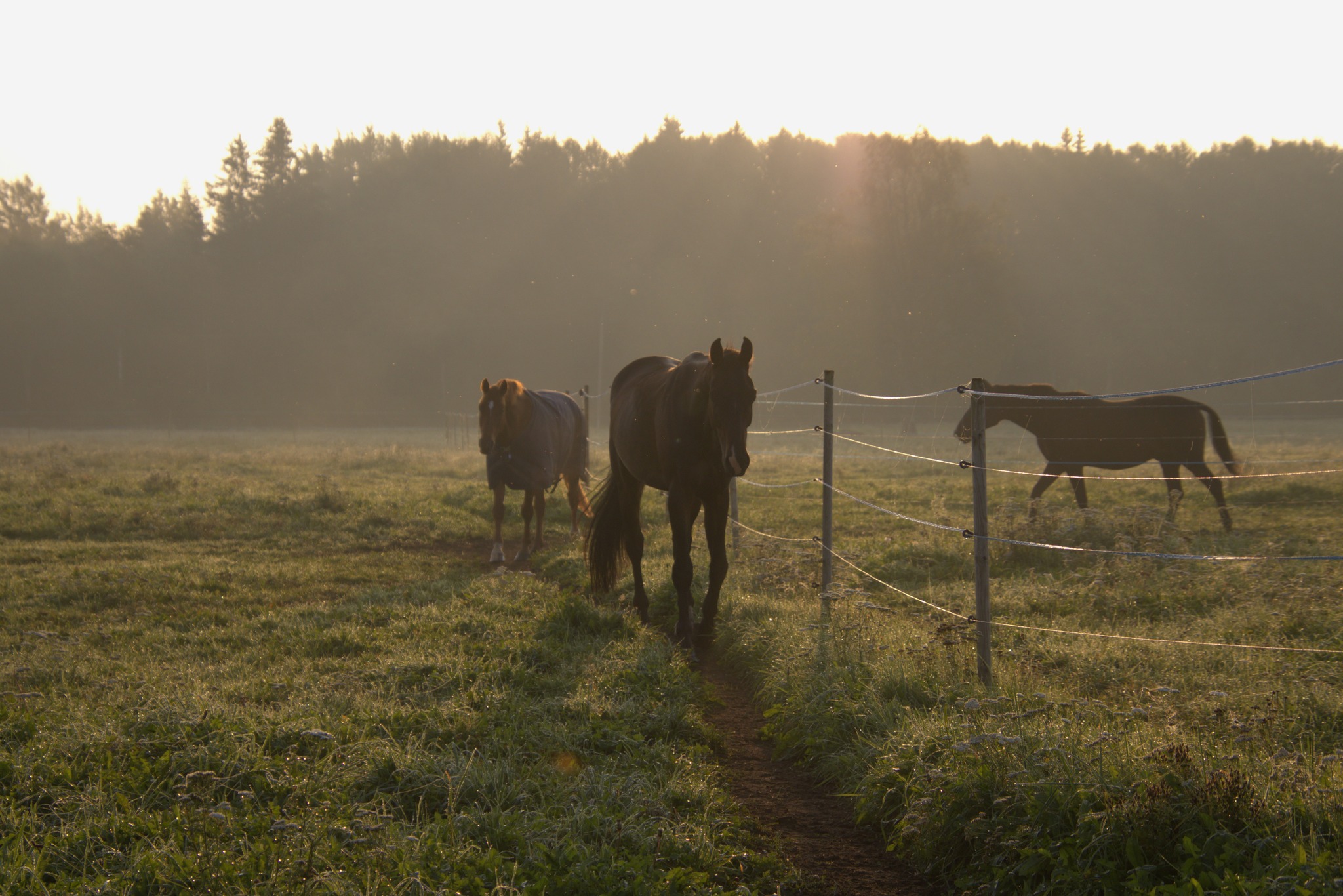 Hobuste ülalpidamine – Vana-Pärna tall